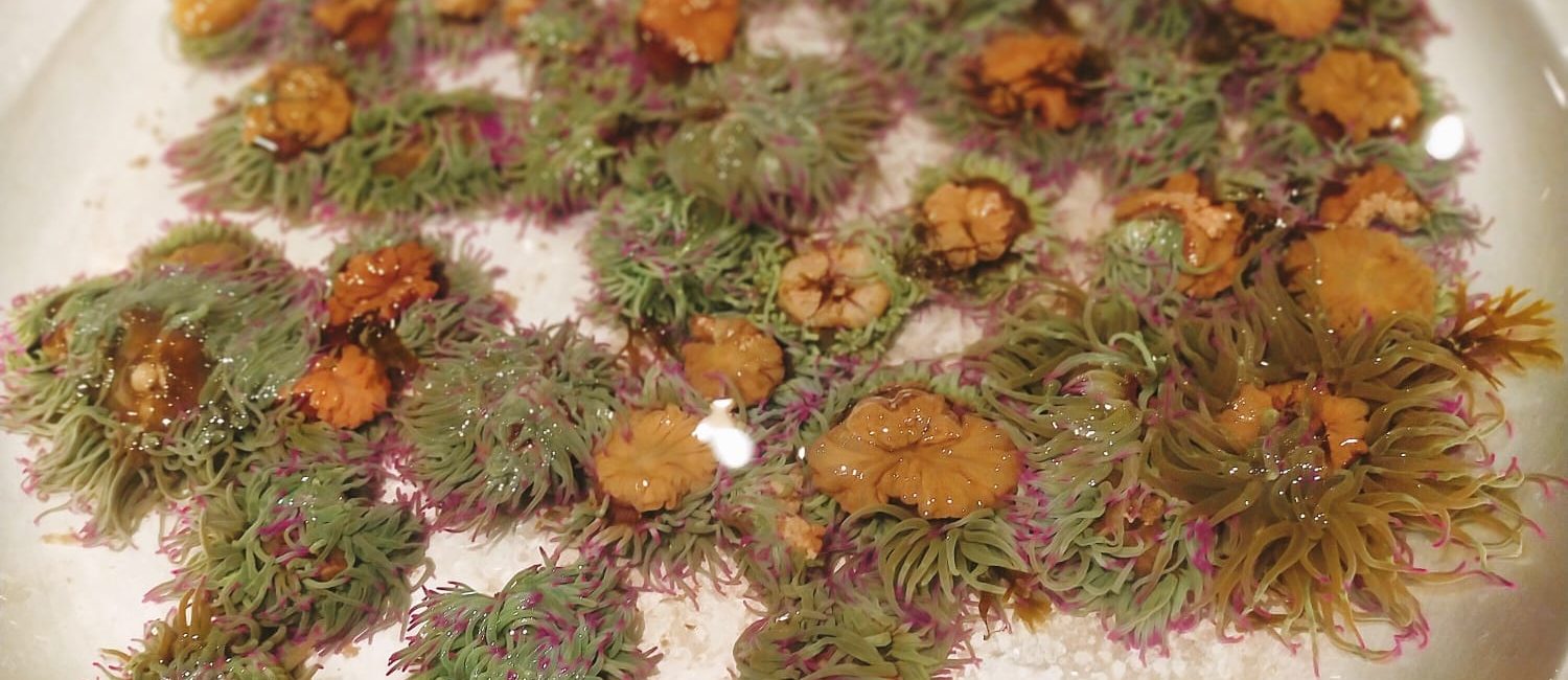 ¿Qué son las ortiguillas de mar? Todo lo que necesitas saber sobre este ...