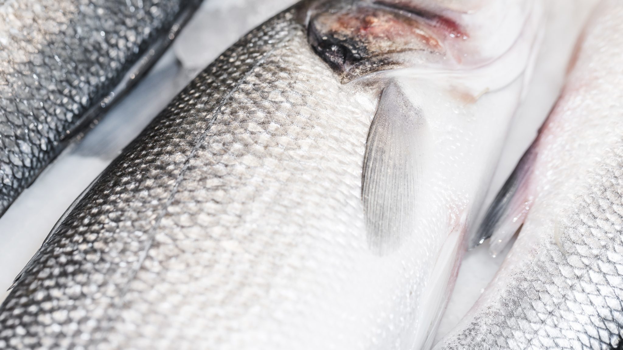 Beneficios de comer pescado blanco - Jaylu