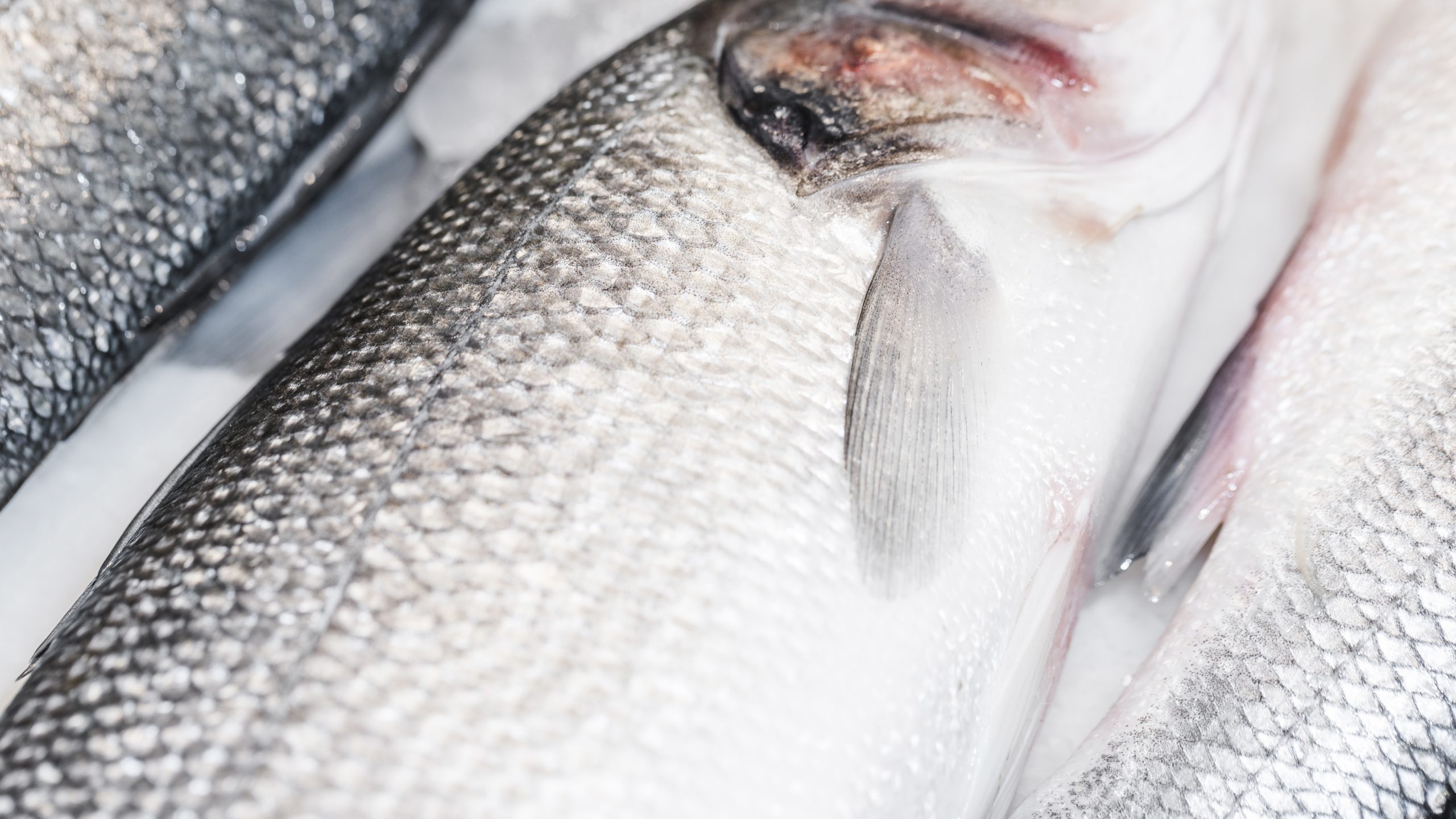 Beneficios de comer pescado blanco - Jaylu